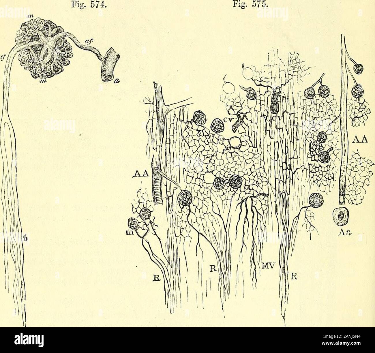 Éléments d'anatomie du Quain . tubules grossiers rubéfiés (fig. 573 ...