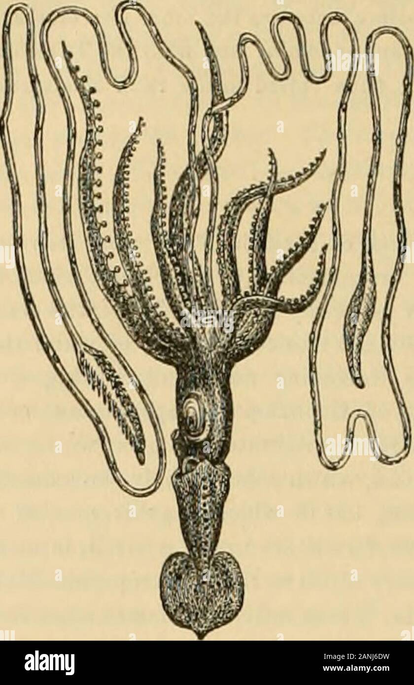 Comparative anatomy fish Banque de photographies et d’images à haute ...