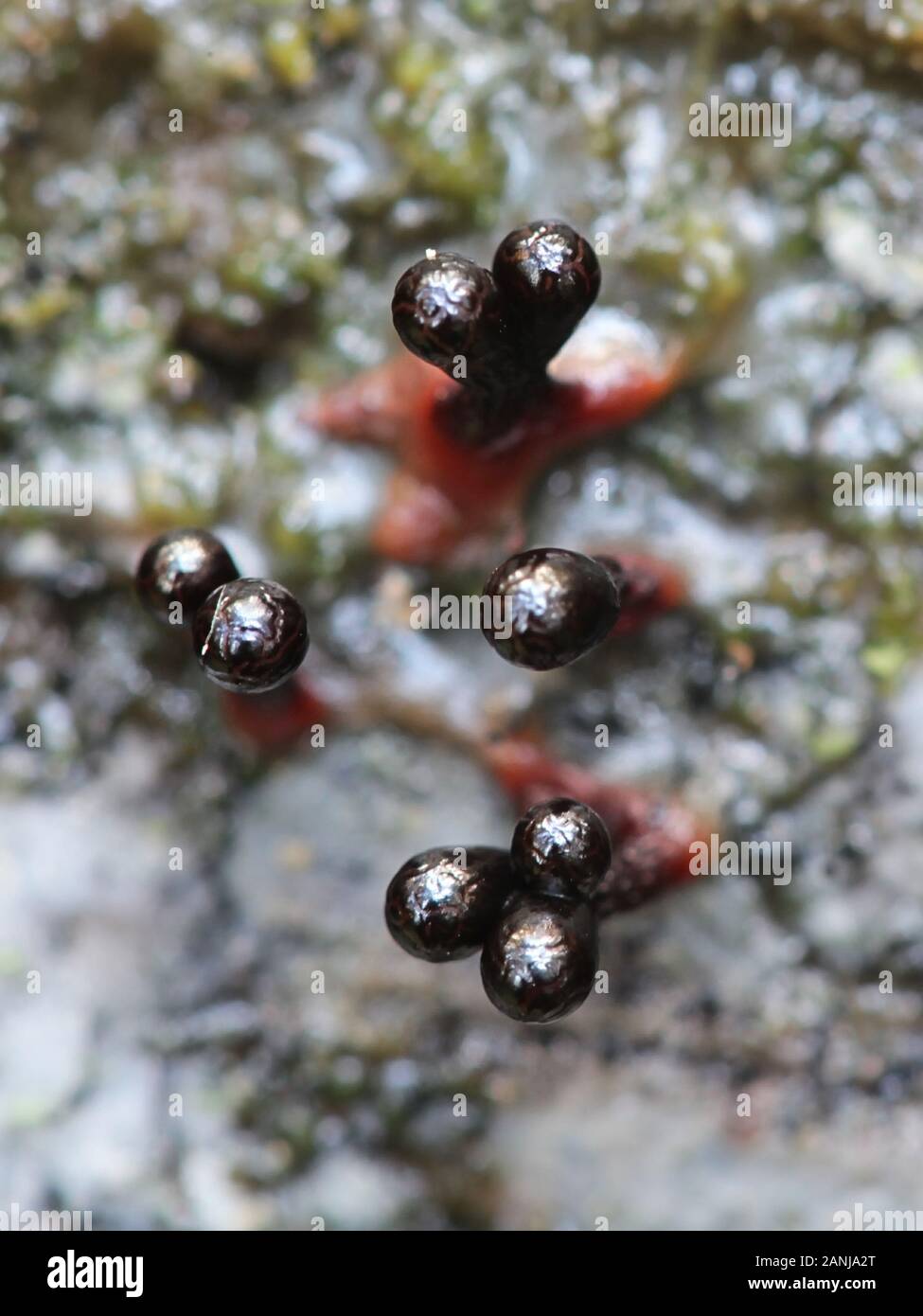 Trichia botrytis Banque de photographies et d’images à haute résolution ...