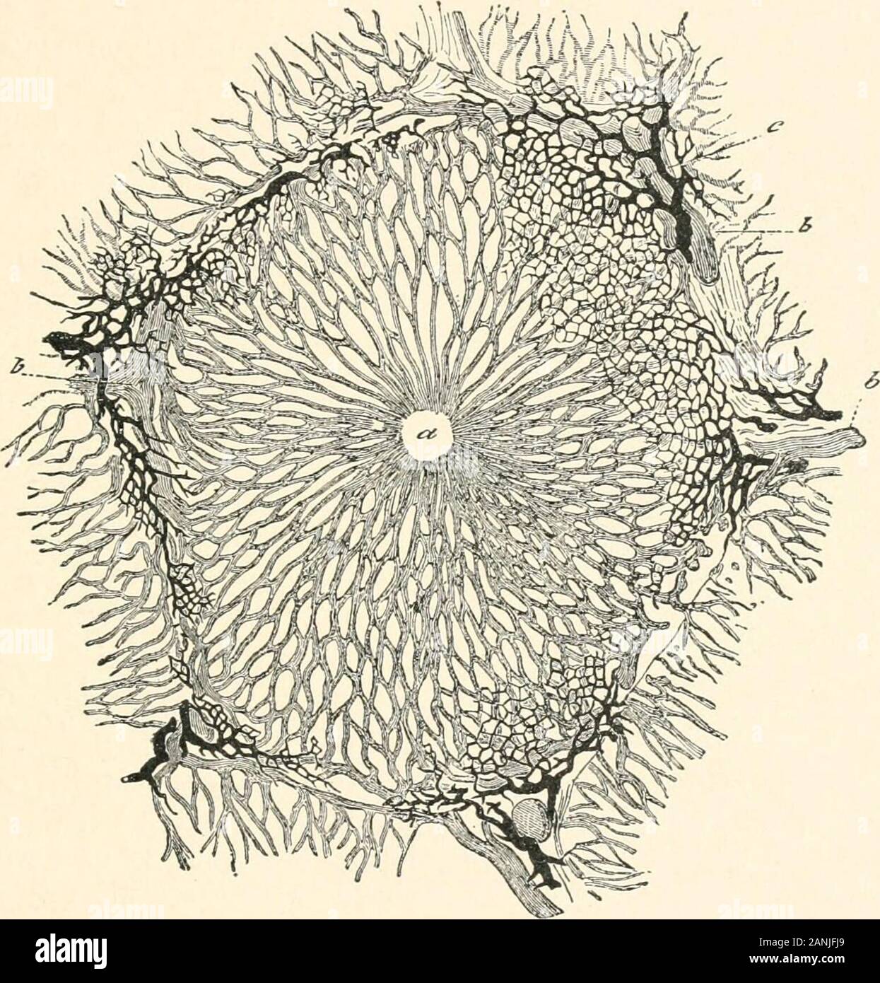 Physiologie Humaine . laries, courir vers la face postérieure du foie ...