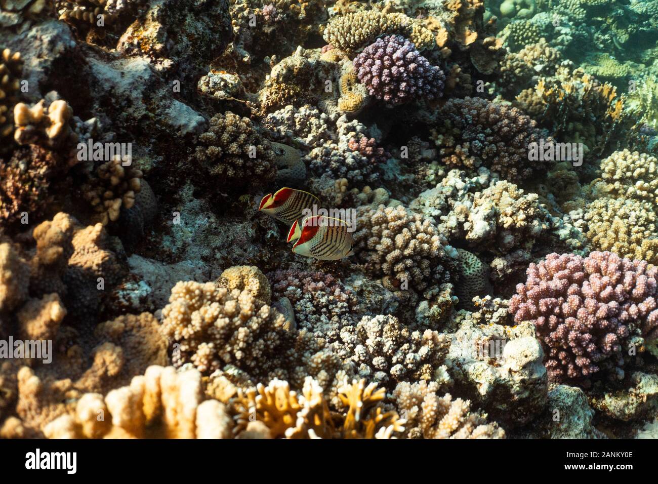 Poisson papillon eritrean de la mer rouge chaetodon paucifasciatus ...
