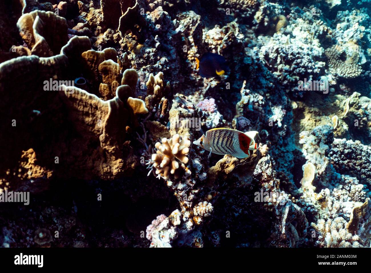 Poisson papillon eritrean de la mer rouge chaetodon paucifasciatus ...