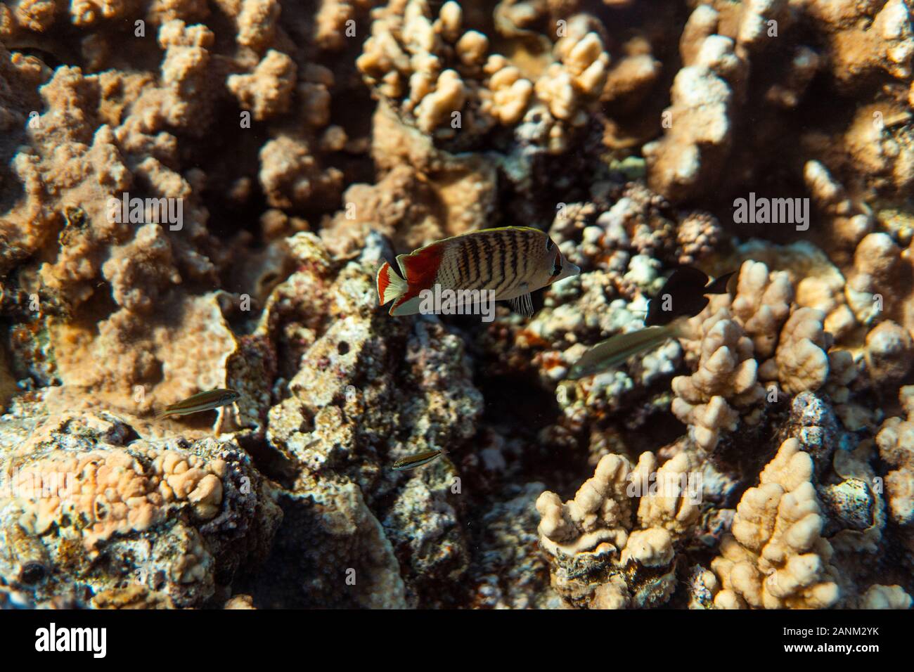 Poisson papillon eritrean de la mer rouge chaetodon paucifasciatus ...