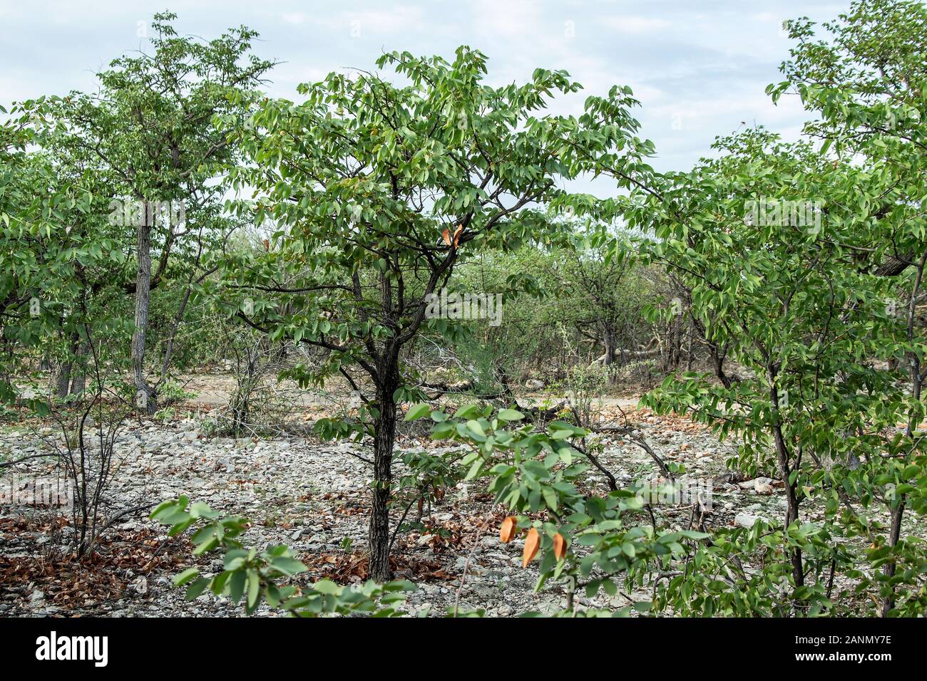 Namibia mopane tree Banque de photographies et d’images à haute ...