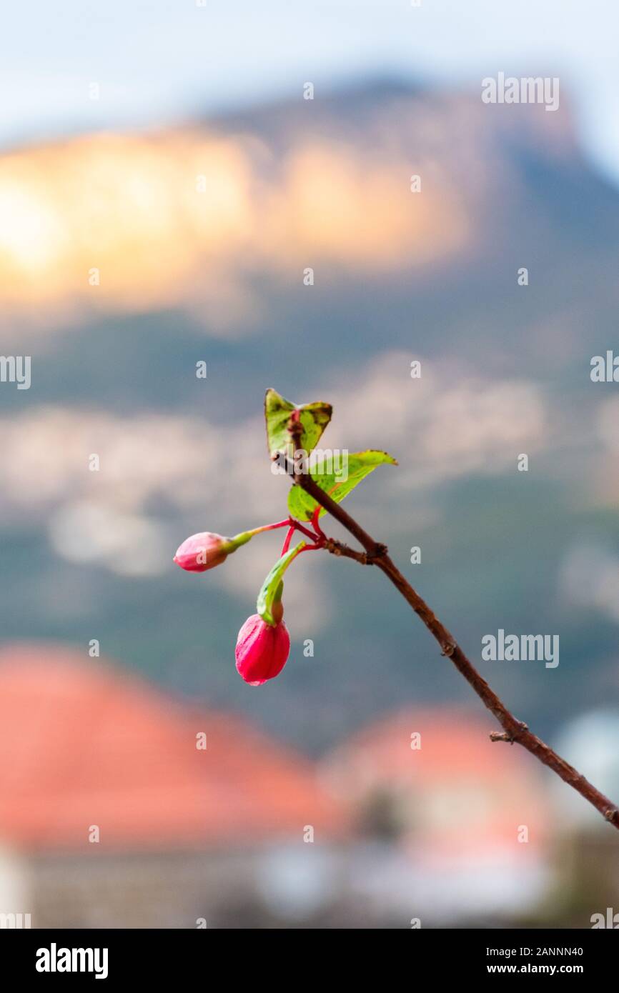 Fond bokey Banque de photographies et d’images à haute résolution - Alamy
