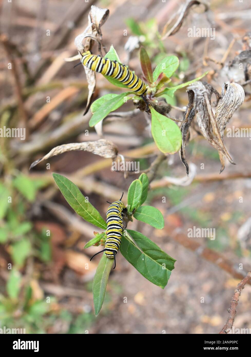 Chenilles papillon monarque Banque de photographies et d’images à haute ...