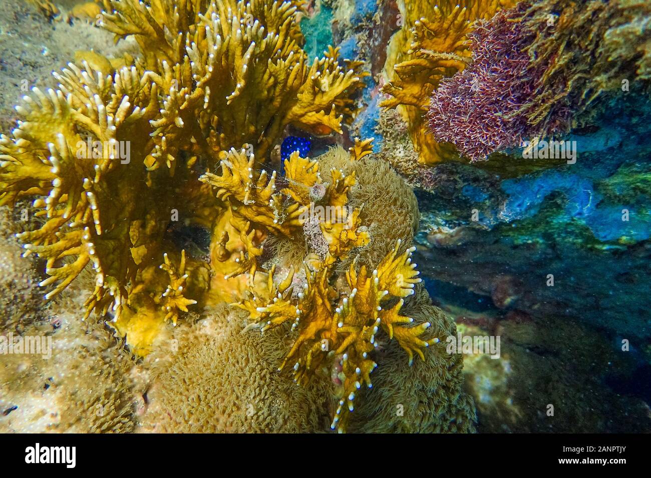 Ecosistema de coral Banque de photographies et d’images à haute ...