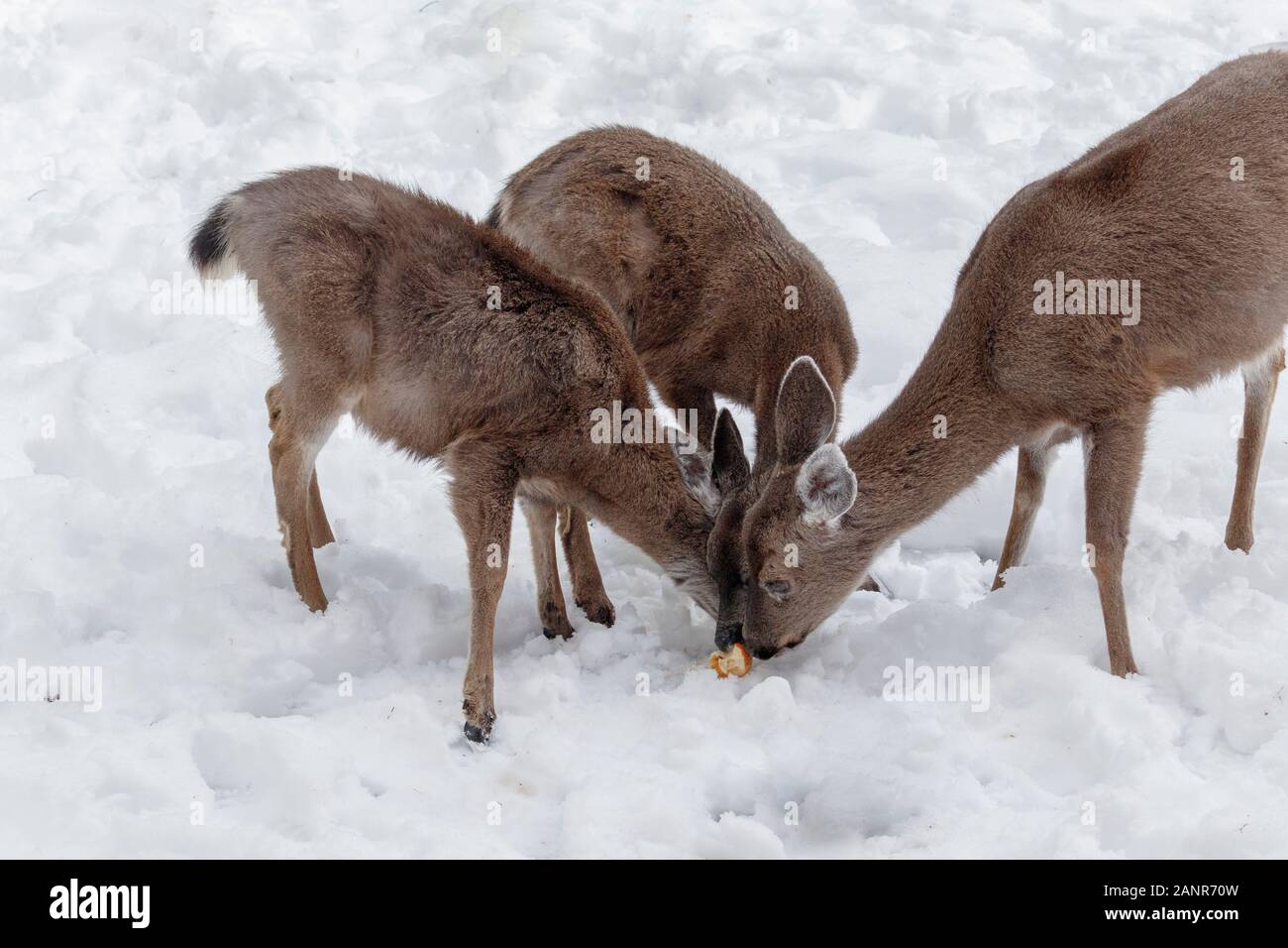 Les Faons Banque d'image et photos - Alamy