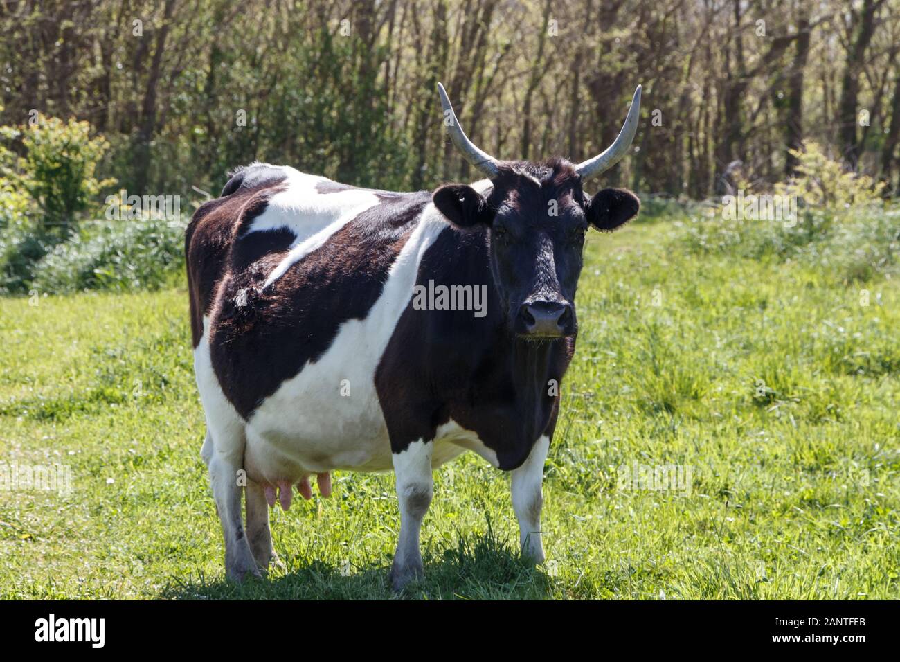 Pie de vache Banque de photographies et d’images à haute résolution - Alamy