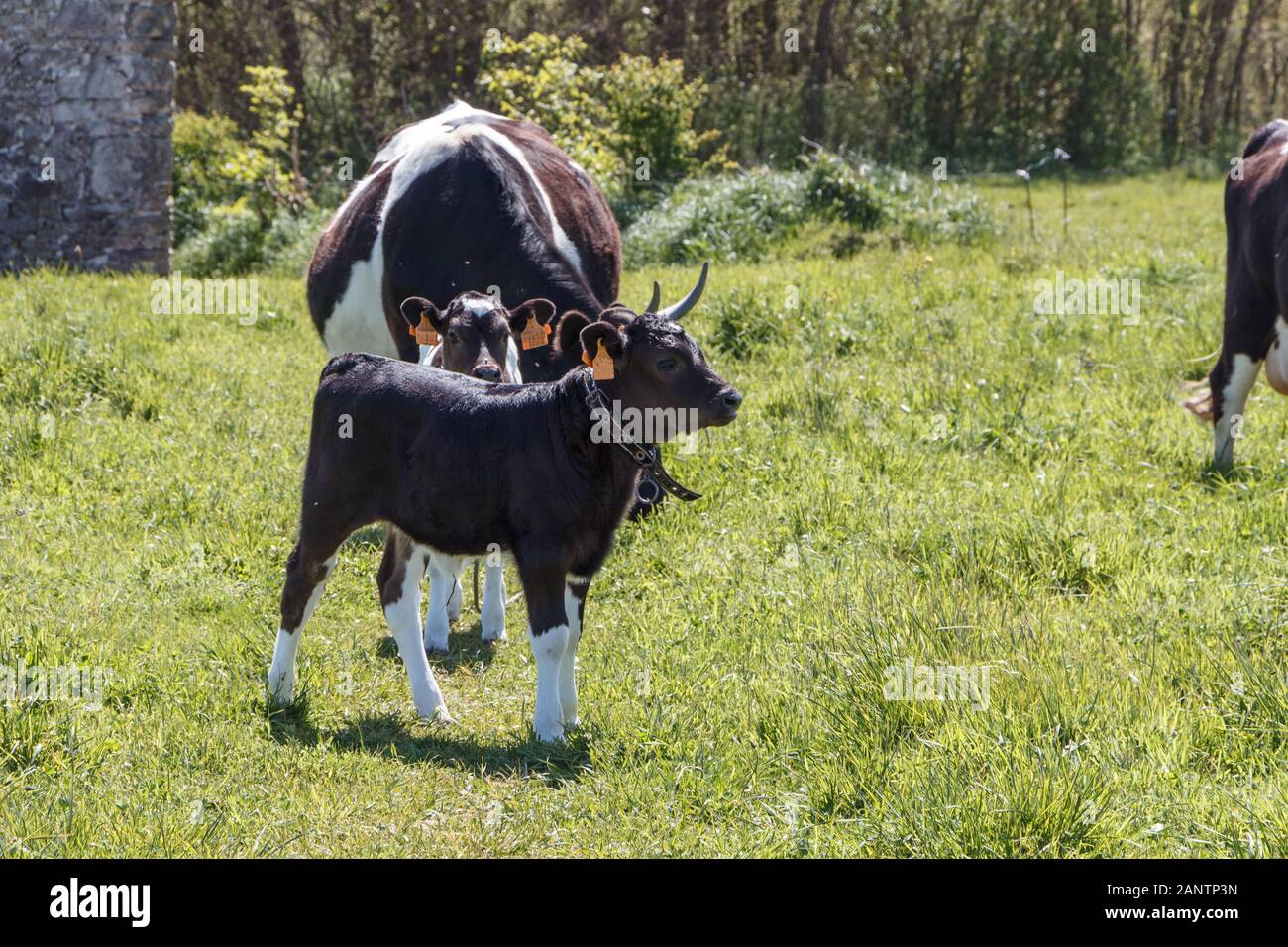 Pie Noire bretonne veaux et vaches dans un champ en Bretagne Photo ...