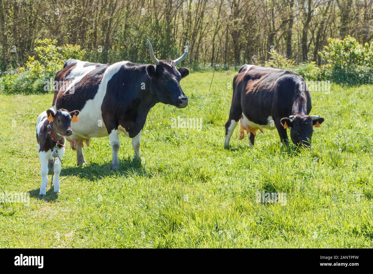 Pie Noire bretonne de veaux et vaches qui paissent dans un champ en ...