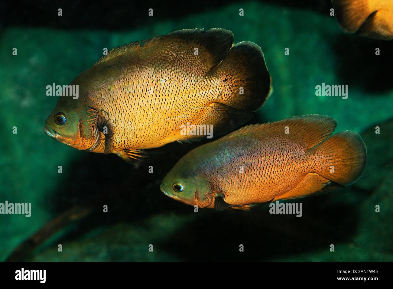 Poisson oscar Banque de photographies et d’images à haute résolution ...