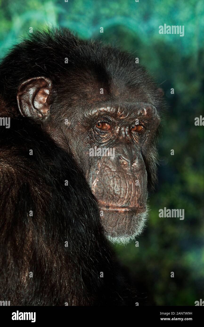 Chimpanzee profile Banque de photographies et d’images à haute ...