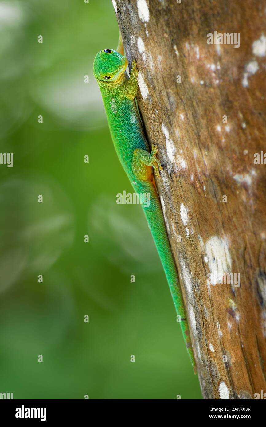 Gecko géant des seychelles Banque de photographies et d’images à haute ...