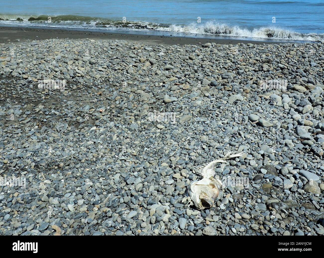 Te horo Banque de photographies et d’images à haute résolution - Alamy