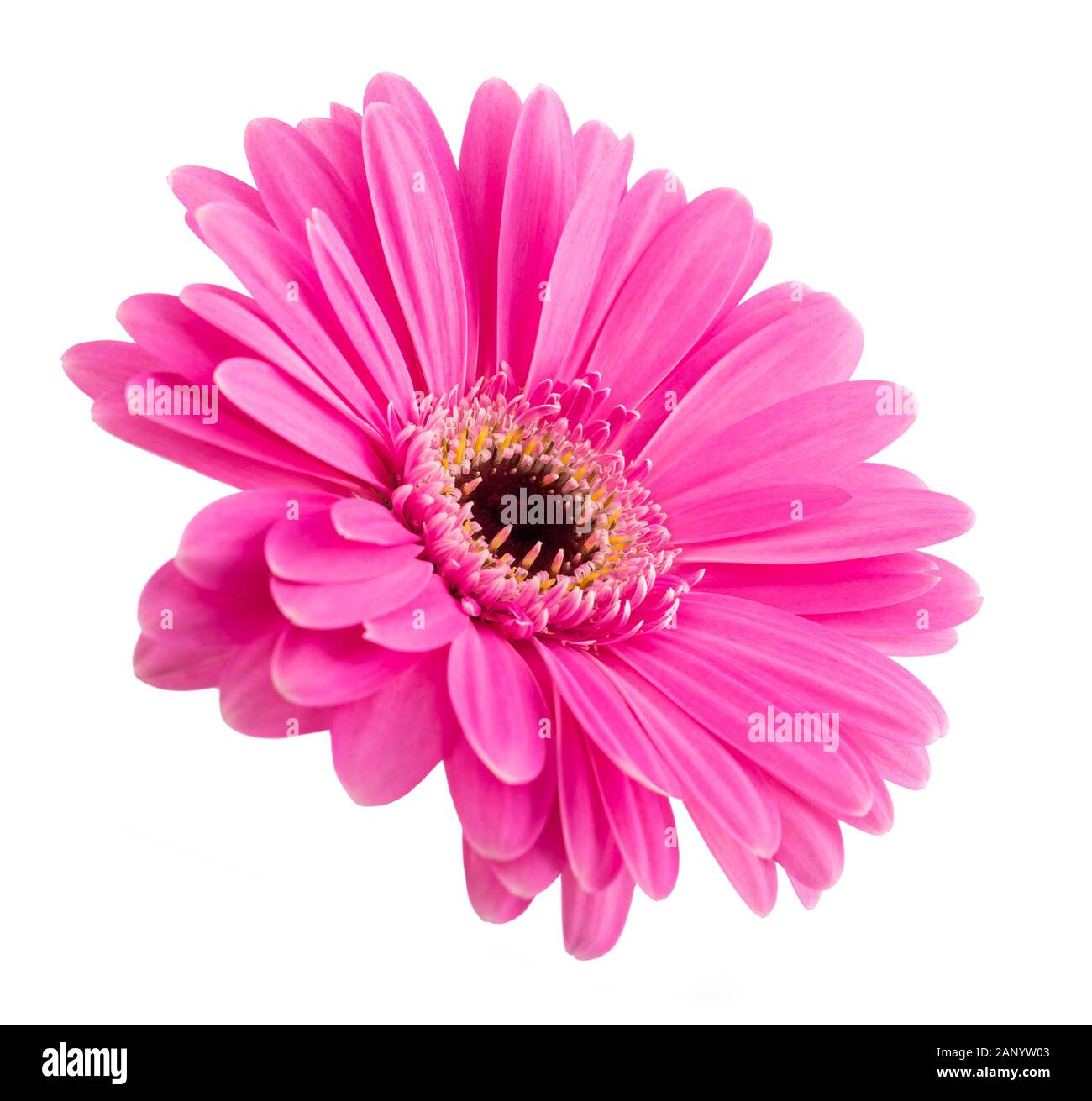 Marguerite rose de gerbera Banque d'images détourées - Alamy
