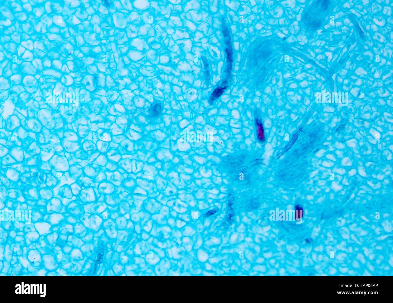 Cellule de plante vue microscopique Banque de photographies et d’images ...