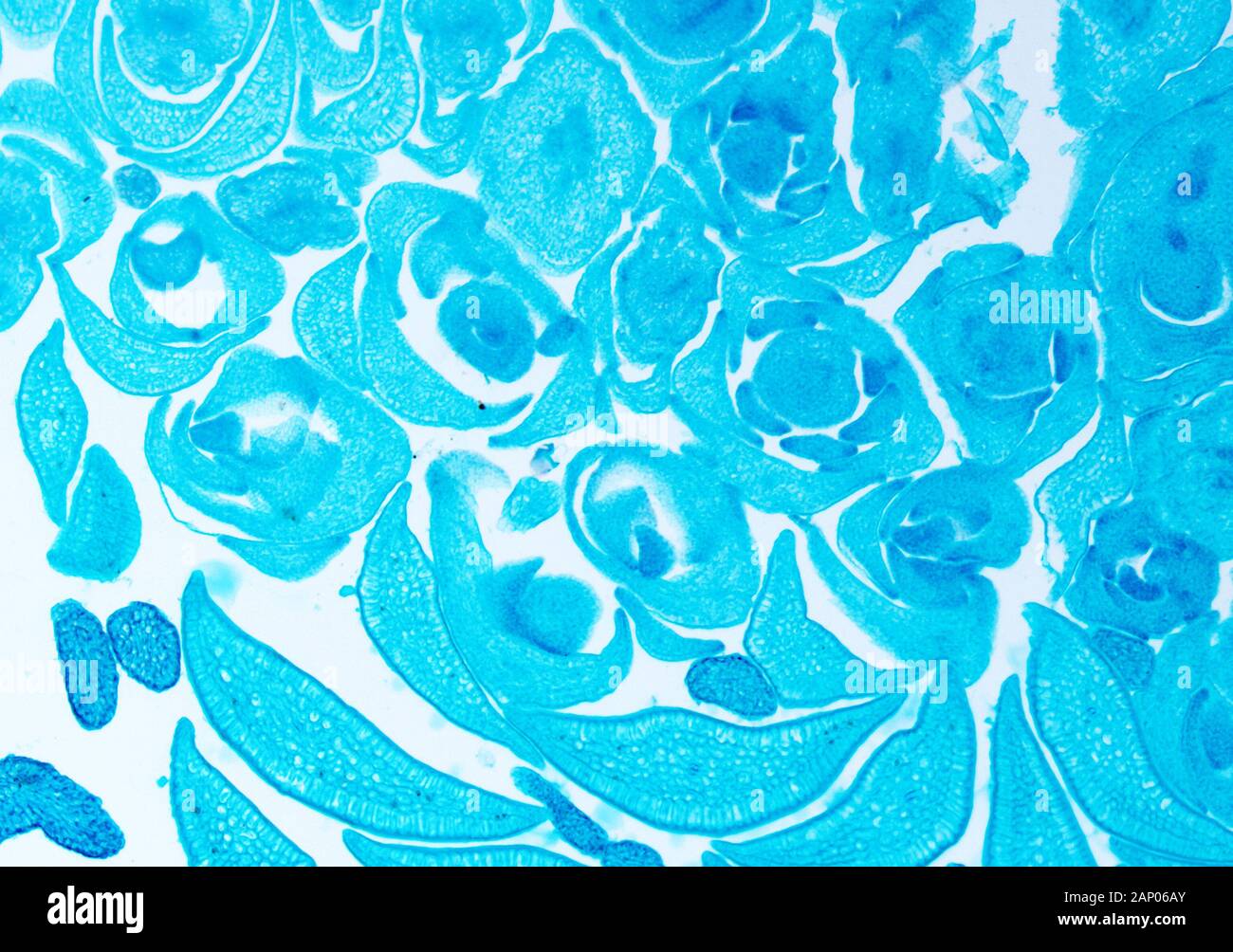 Botanique Science Microscopique Microscope Vue Plante Banque d'image et ...