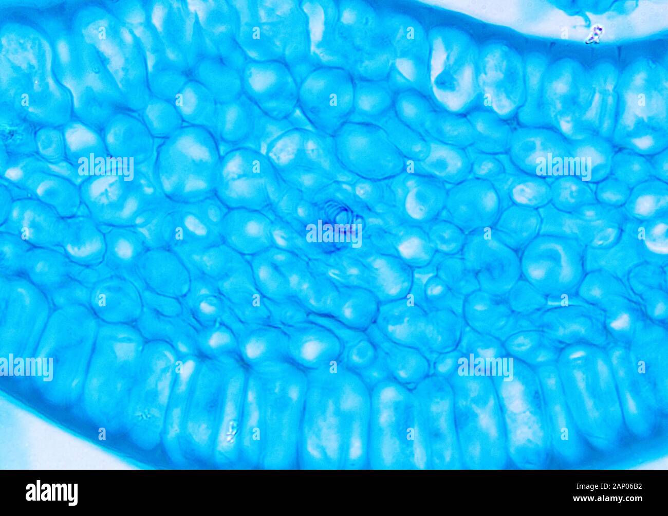 Botanique science microscopique microscope vue plante Banque de ...