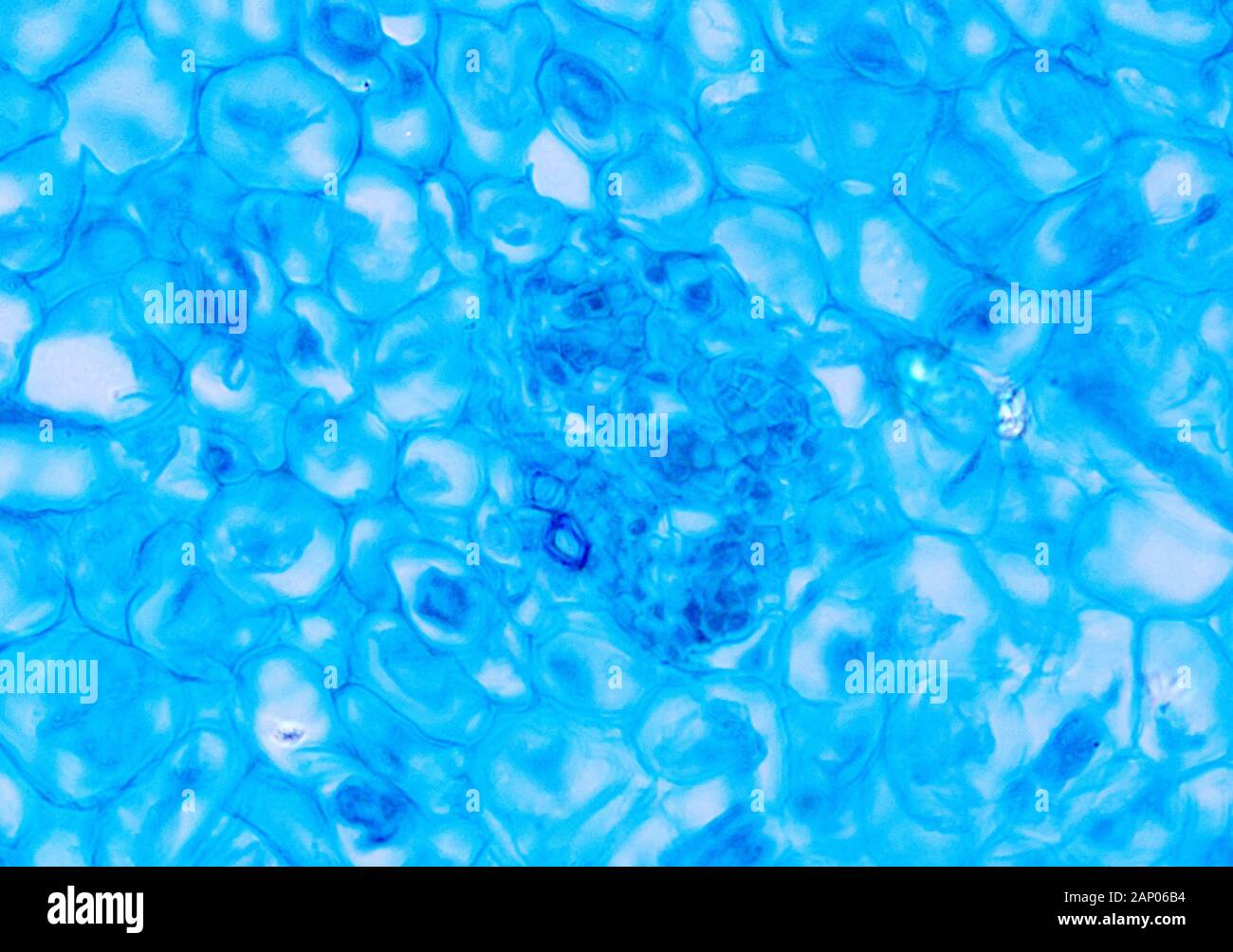 Botanique Science Microscopique Microscope Vue Plante Banque d'image et ...