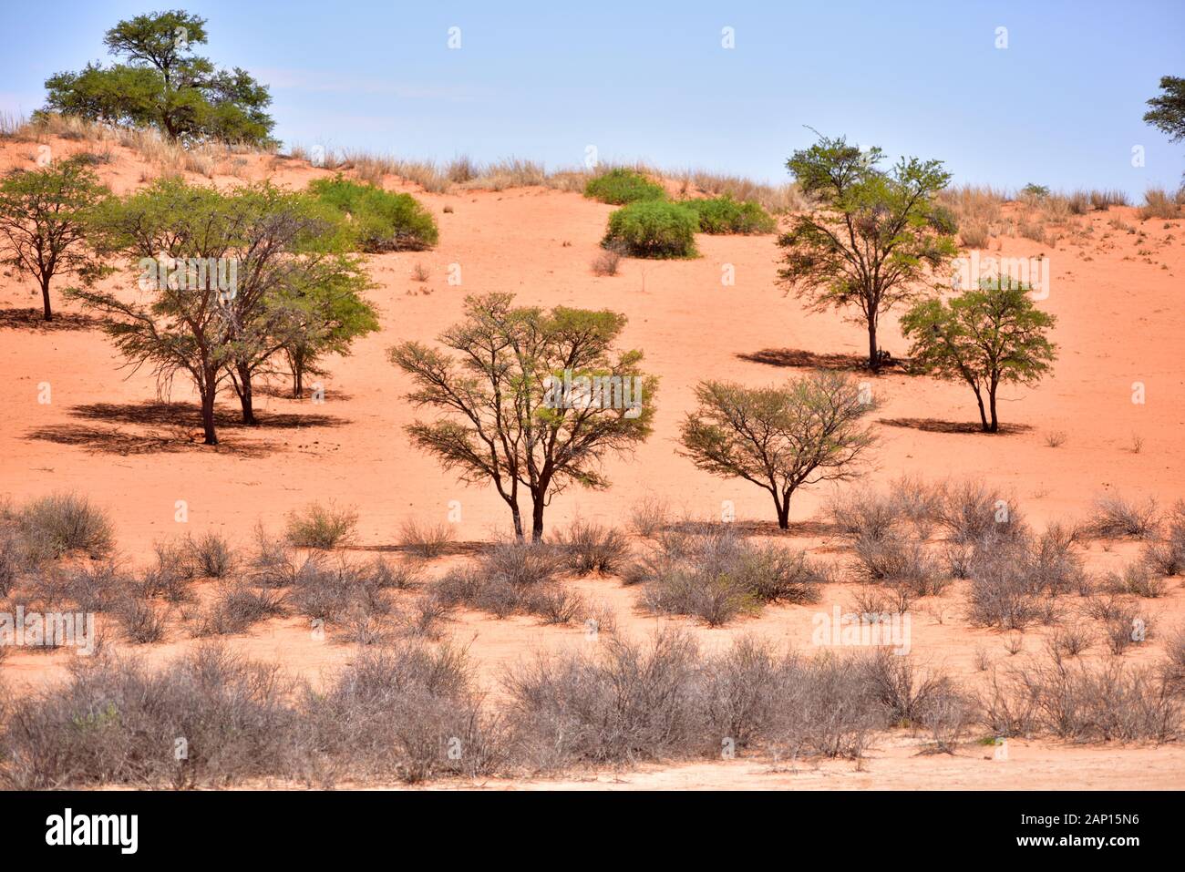 Sol sableux rougeâtre et végétation résistant caractérisent le paysage ...