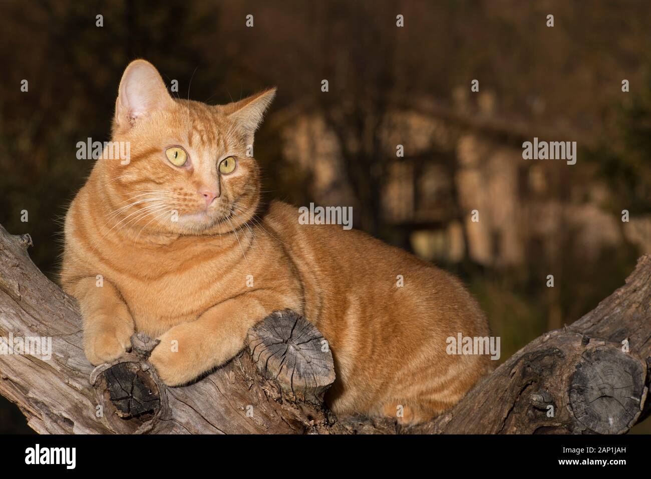 Chat dans un arbre Banque de photographies et d’images à haute ...