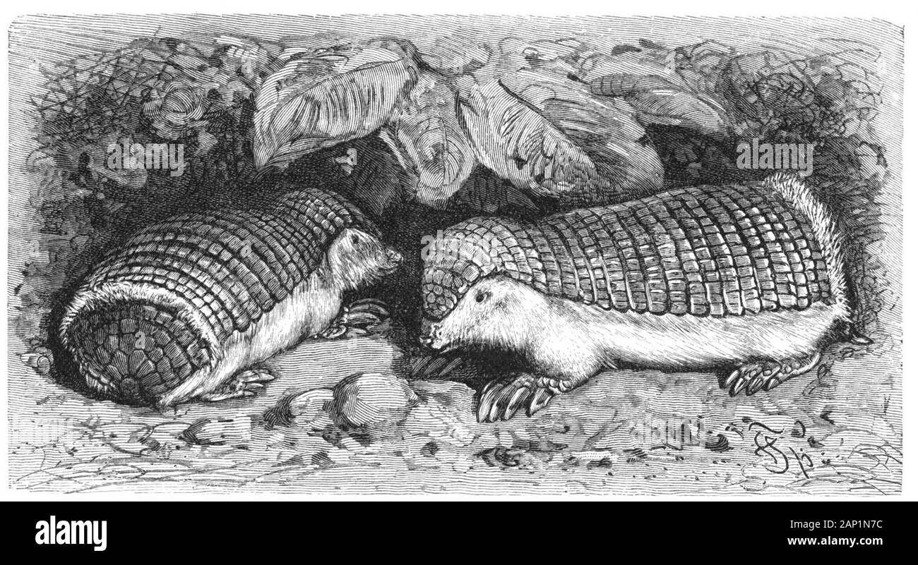 Chlamyphorus truncatus Banque de photographies et d’images à haute ...