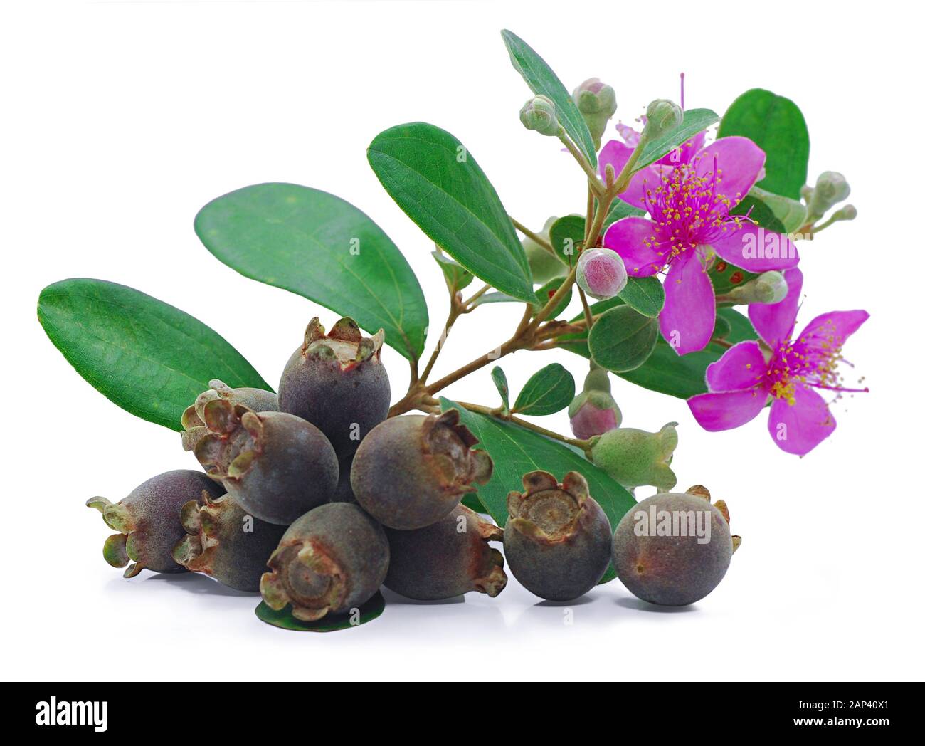 Plante de myrte Banque de photographies et d’images à haute résolution ...