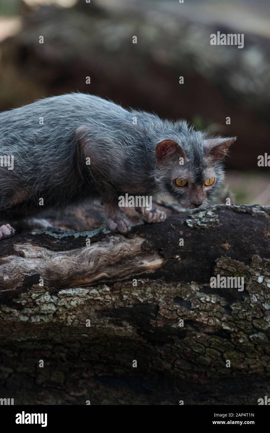 Lykoi cat Banque de photographies et d’images à haute résolution - Alamy