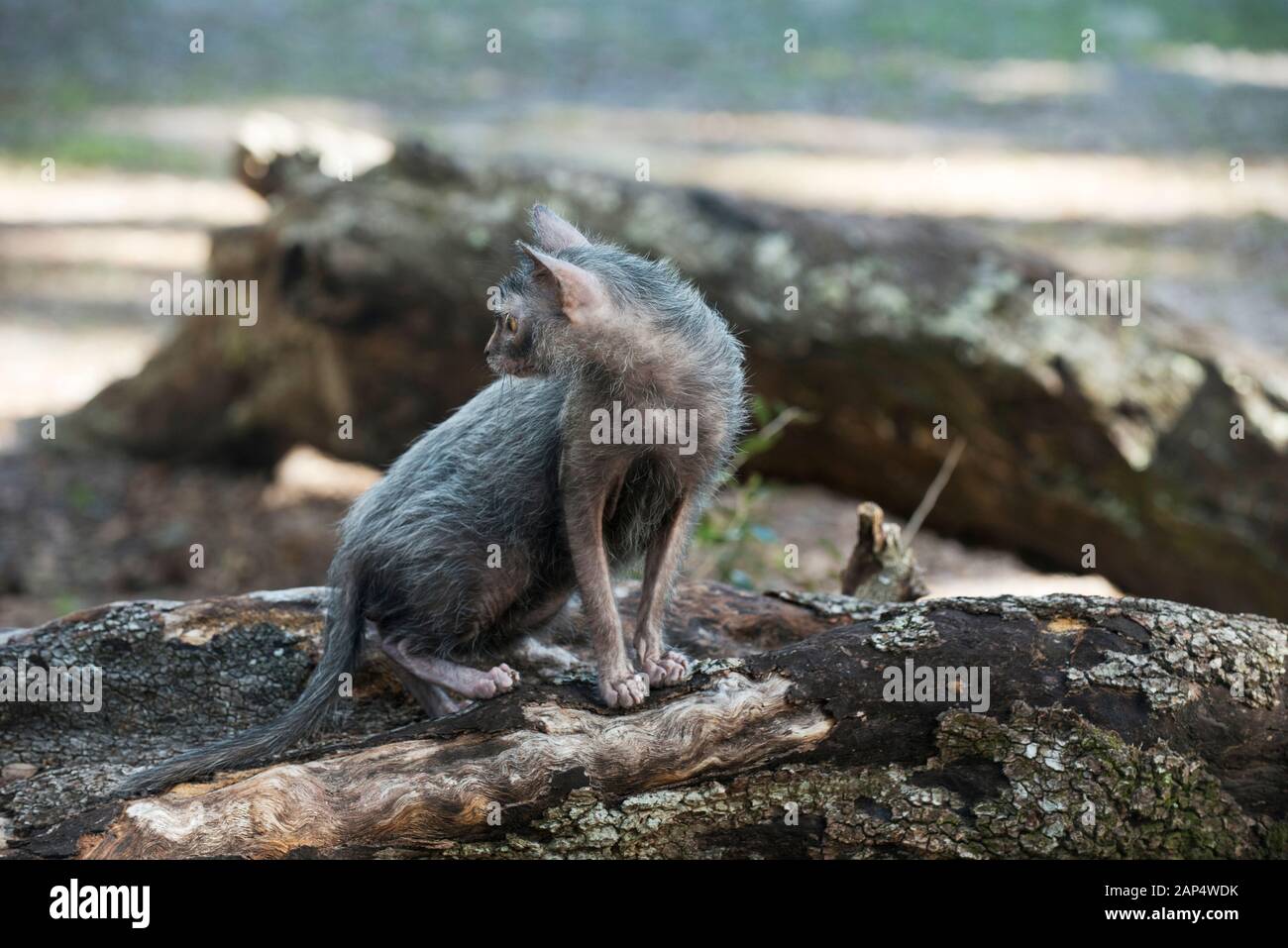 Lykoi cat Banque de photographies et d’images à haute résolution - Alamy