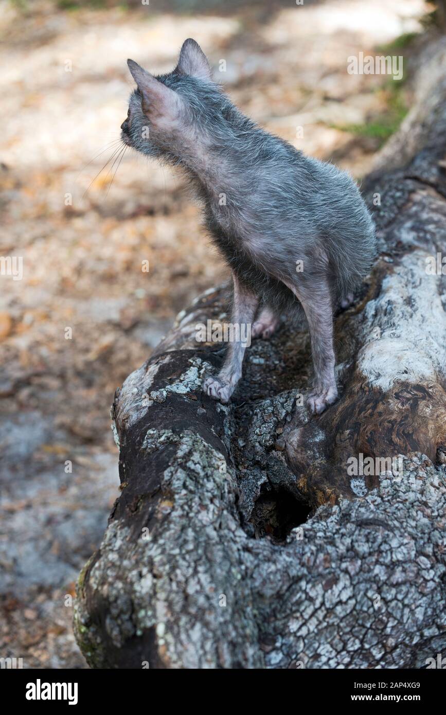 Lykoi cat Banque de photographies et d’images à haute résolution - Alamy