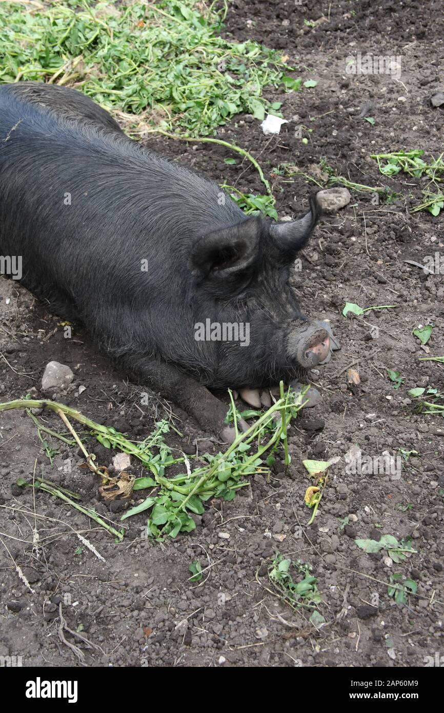 Gros cochon noir Banque de photographies et d’images à haute résolution ...