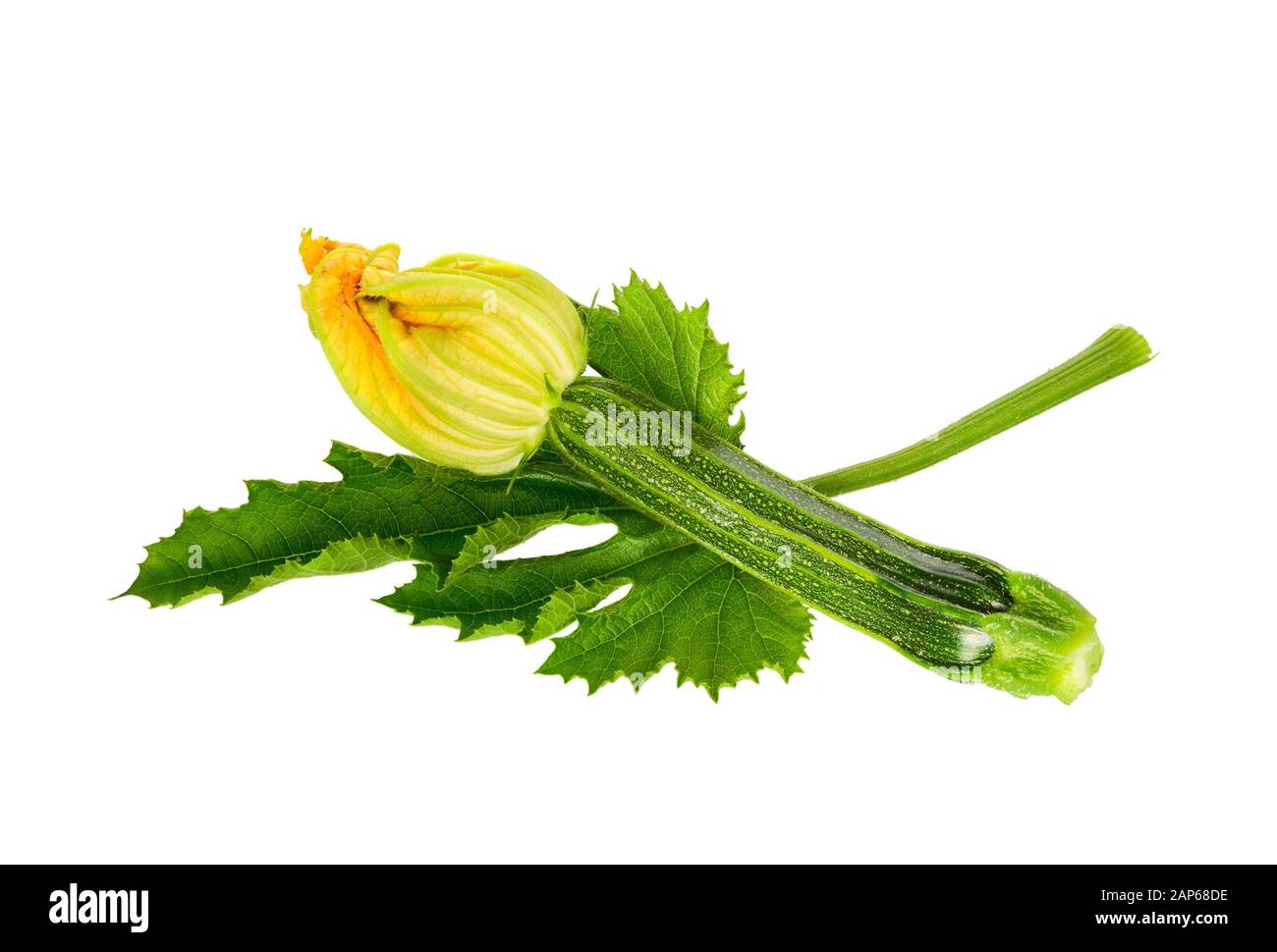 Courgettes ou courgettes avec fleurs gros plan. Courgettes (Cucurbita ...