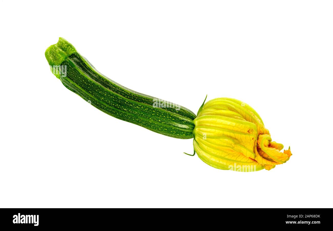 Feuille courgette Banque de photographies et d’images à haute ...