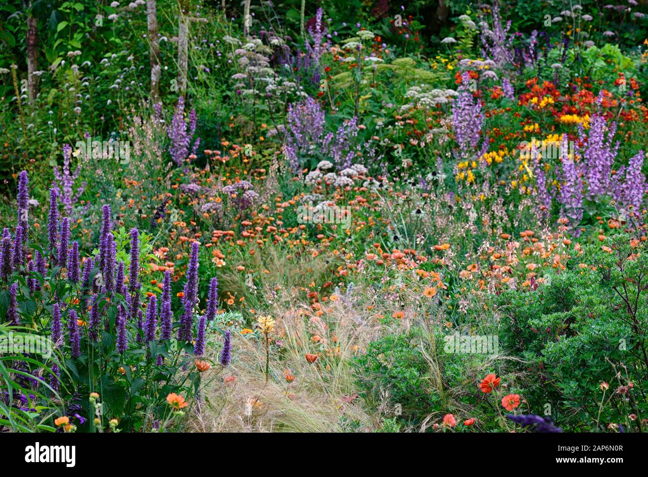 Agastache rugosa bleu réglisse,stipa tenuissima,Salvia sclarea,eryngium ...