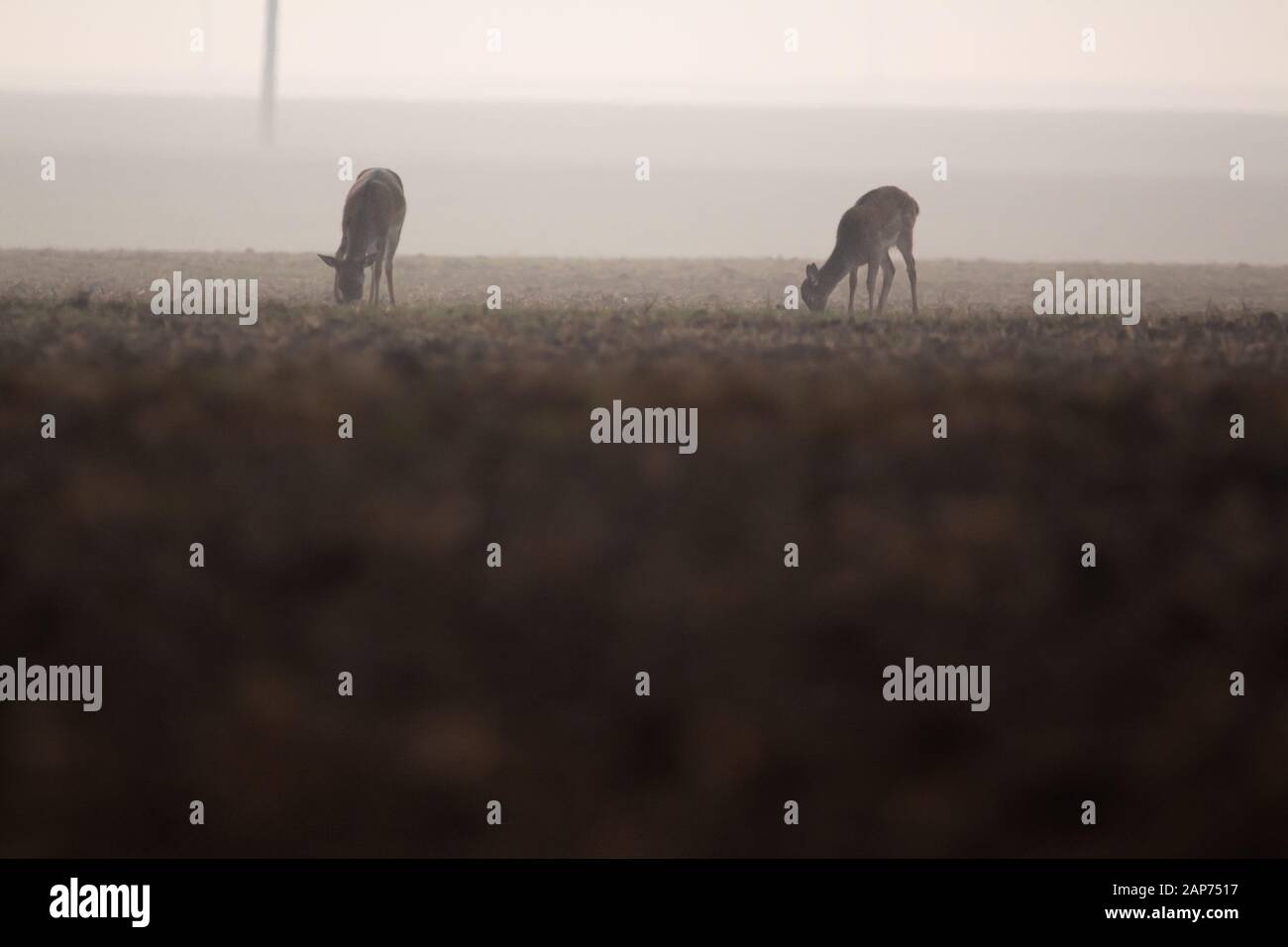 Le daim (Dama dama) est un mammifère ruminant de la famille des ...