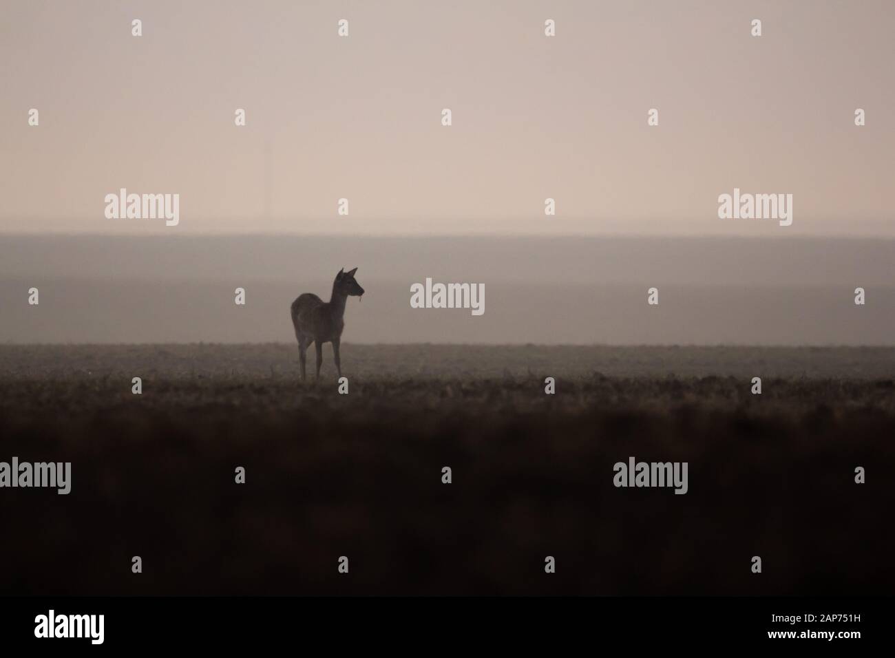 Le daim (Dama dama) est un mammifère ruminant de la famille des ...