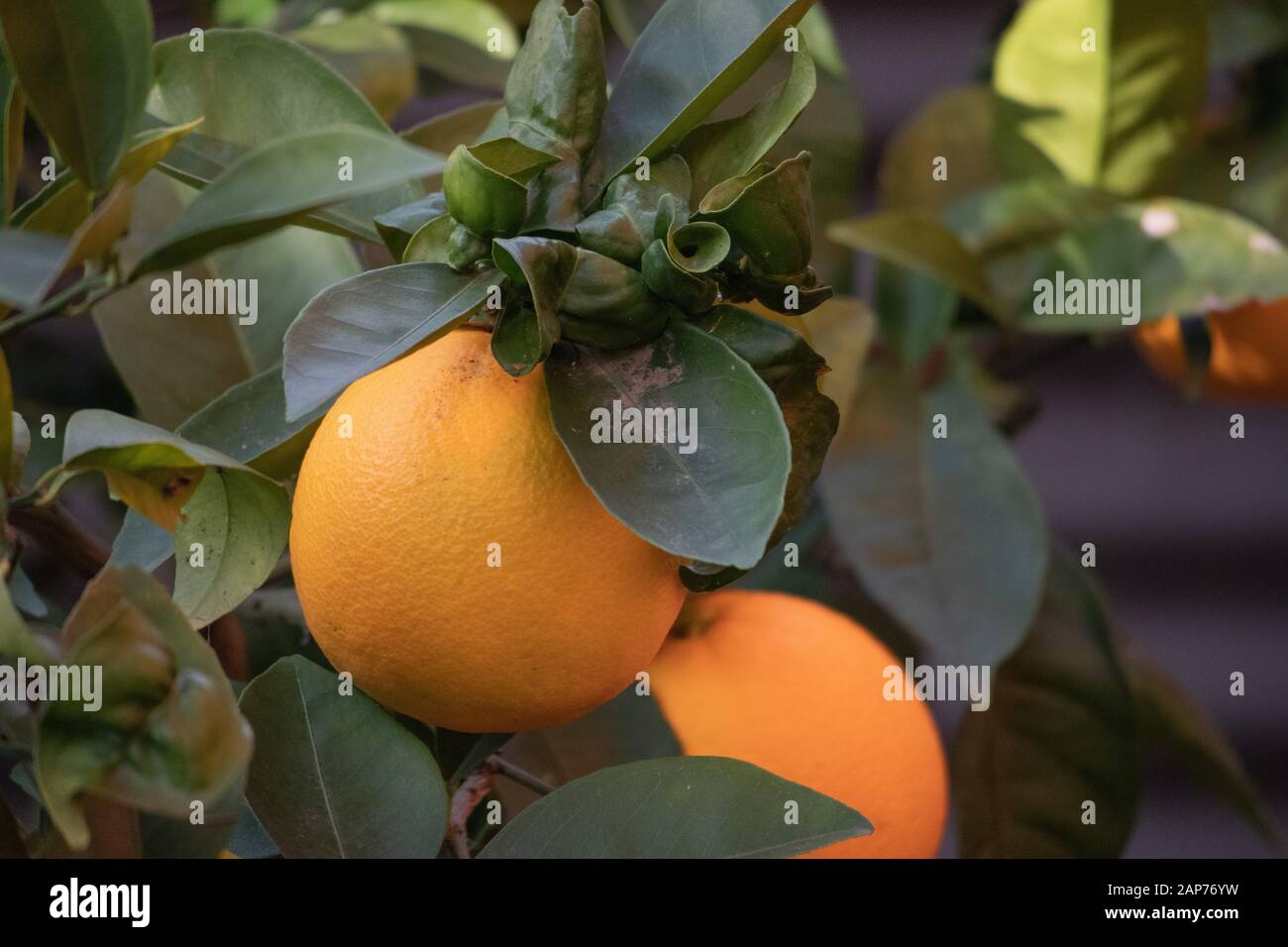 Arbre fruitier pour un petit jardin Banque de photographies et d’images ...