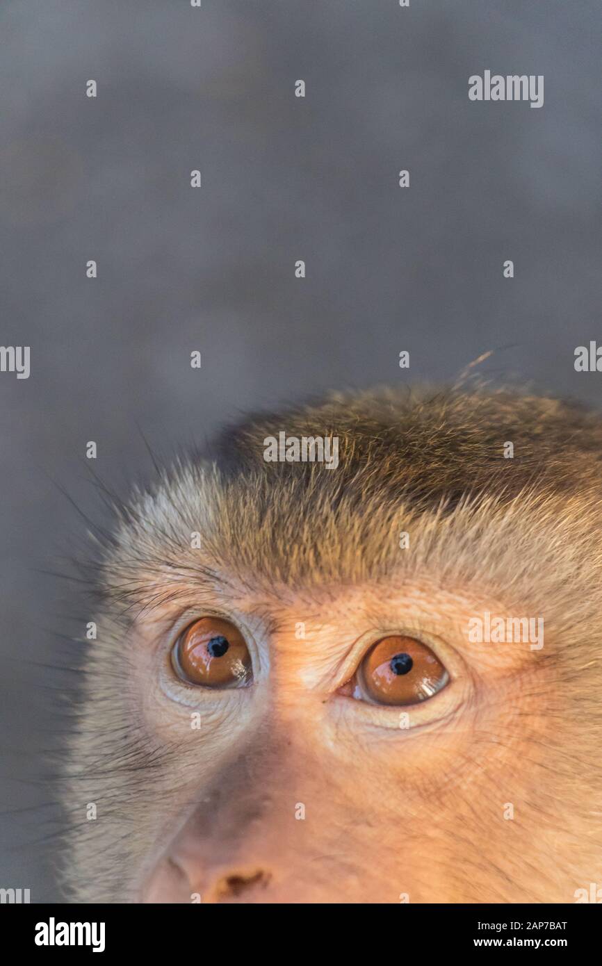 Monkey hill Banque de photographies et d’images à haute résolution - Alamy