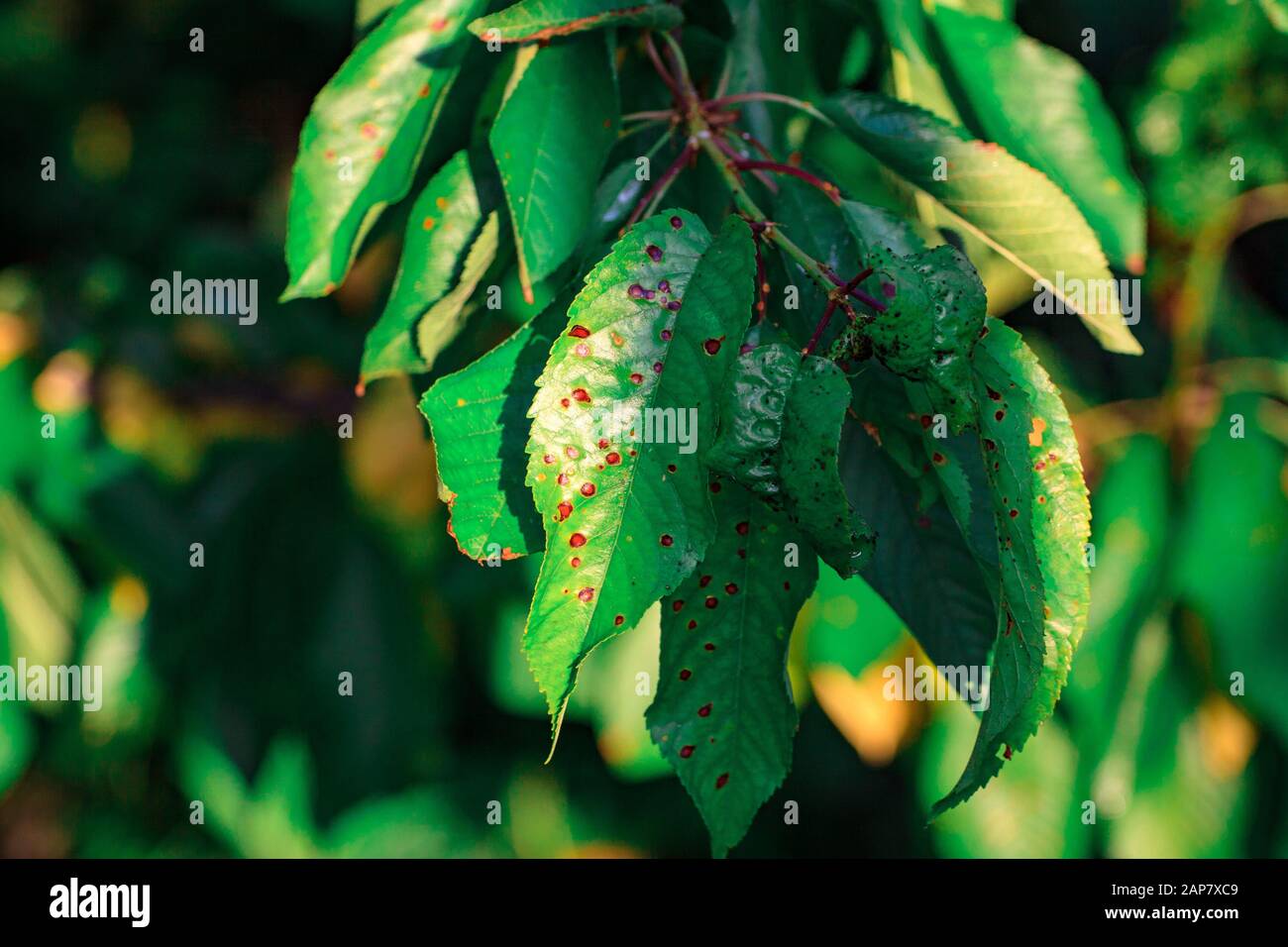 Gros plan de la feuille verte de cerise douce avec des dommages par des ...