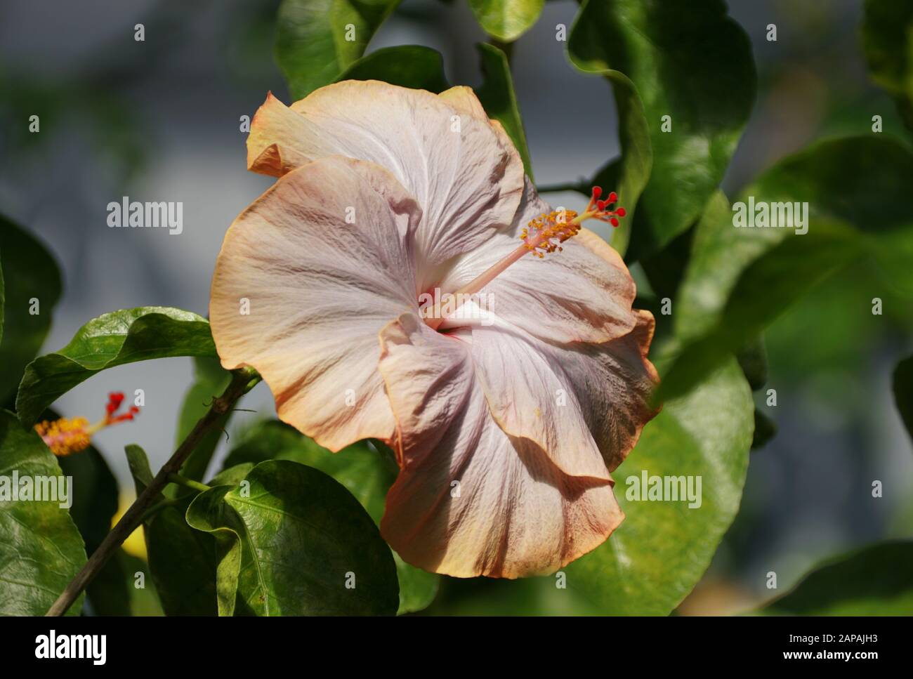 Daddys girl Banque de photographies et d’images à haute résolution - Alamy