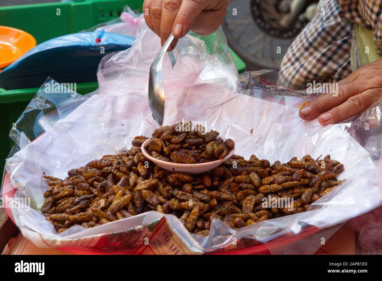 Découvrir des insectes Banque de photographies et d’images à haute ...