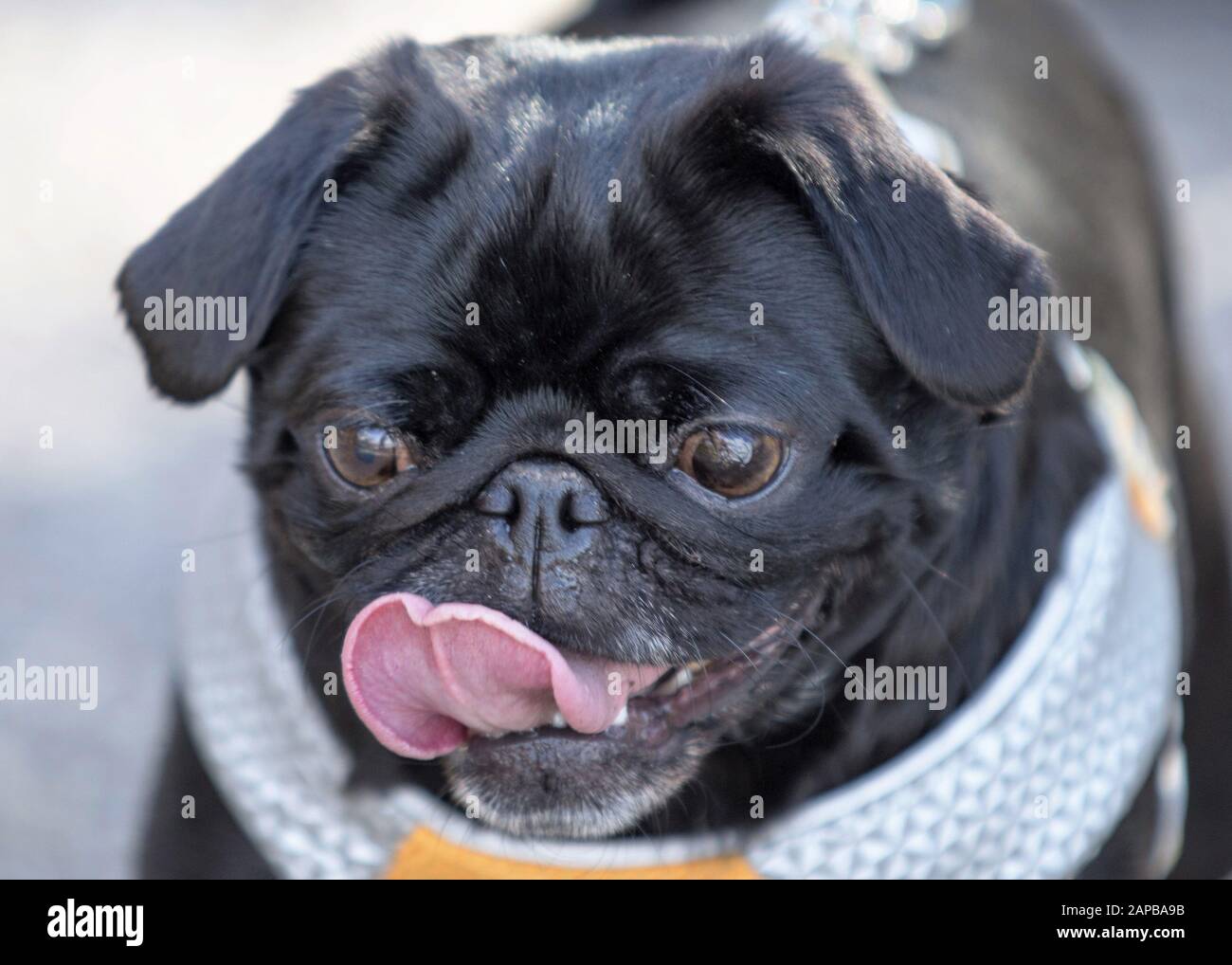 Carlin noir Banque de photographies et d’images à haute résolution - Alamy