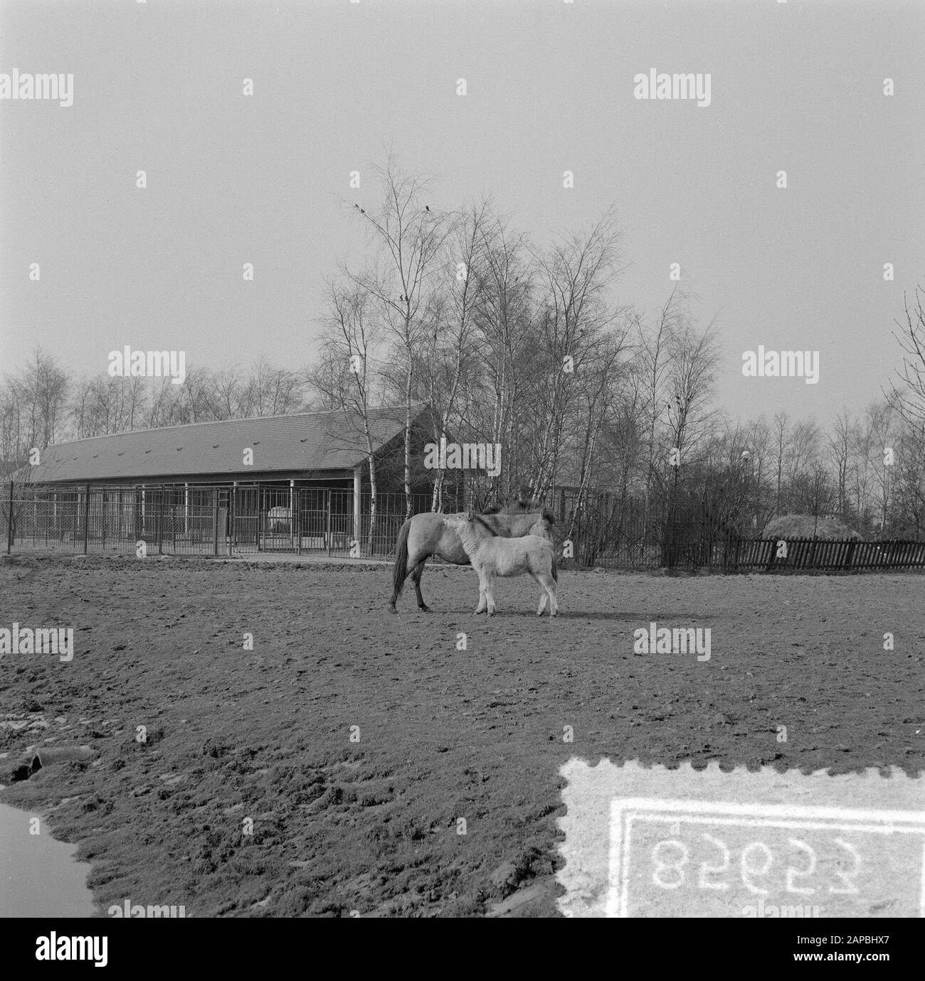 Przewalski chevaux anna Banque de photographies et d’images à haute ...