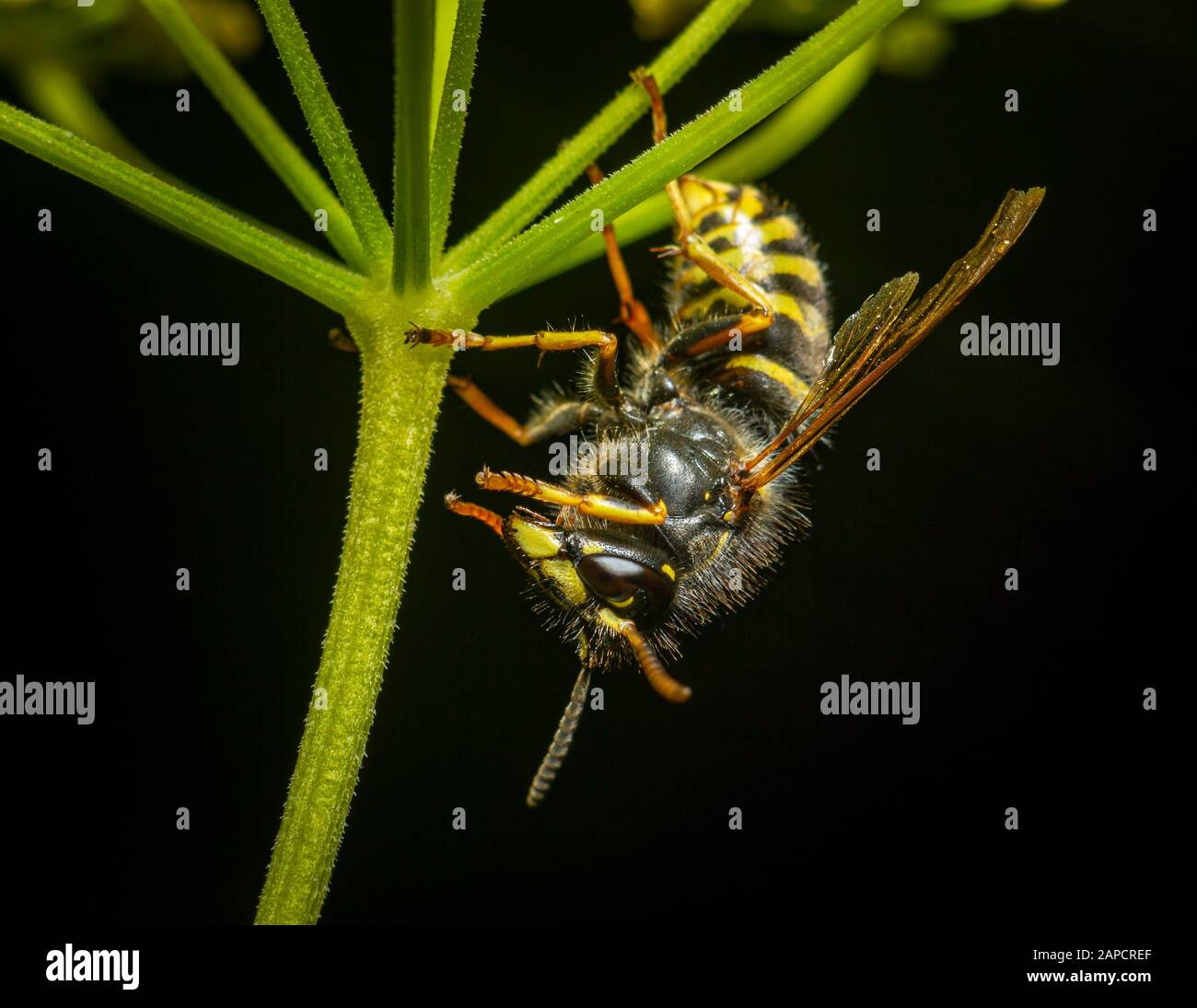 Vespula vulgaris white Banque de photographies et d’images à haute ...