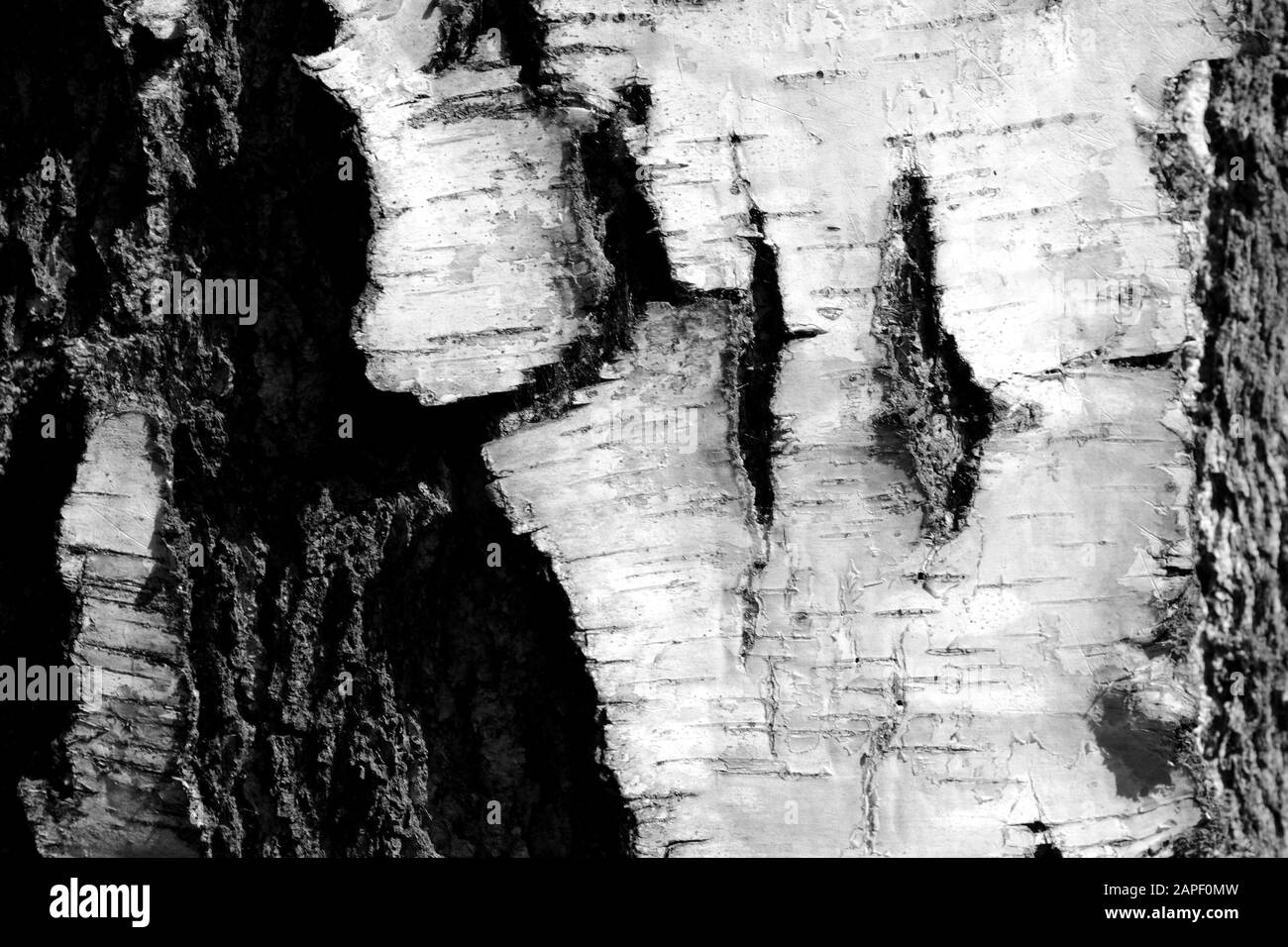 Fond de bouleau Banque de photographies et d’images à haute résolution ...