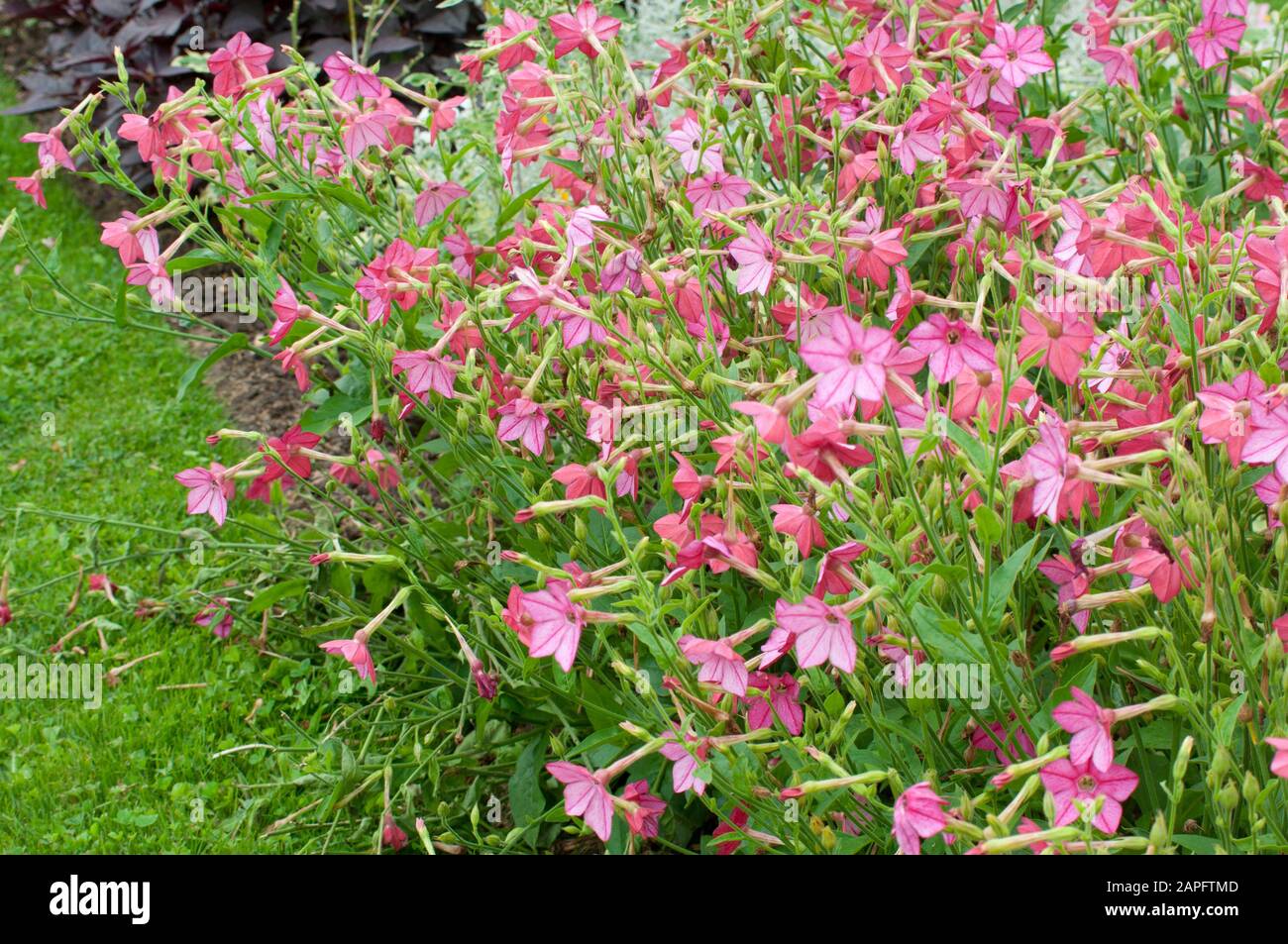 Flowering tobacco nicotiana x sanderae Banque de photographies et d ...