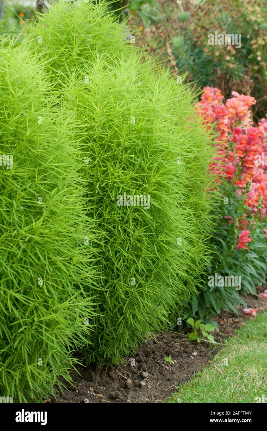 Kochia scoparia Banque de photographies et d’images à haute résolution ...