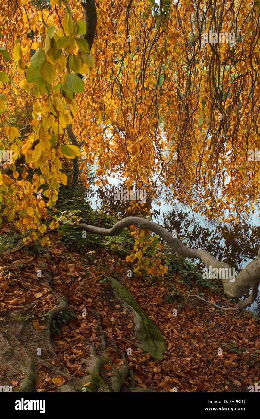 Fagus sylvatica pendula Banque de photographies et d’images à haute ...
