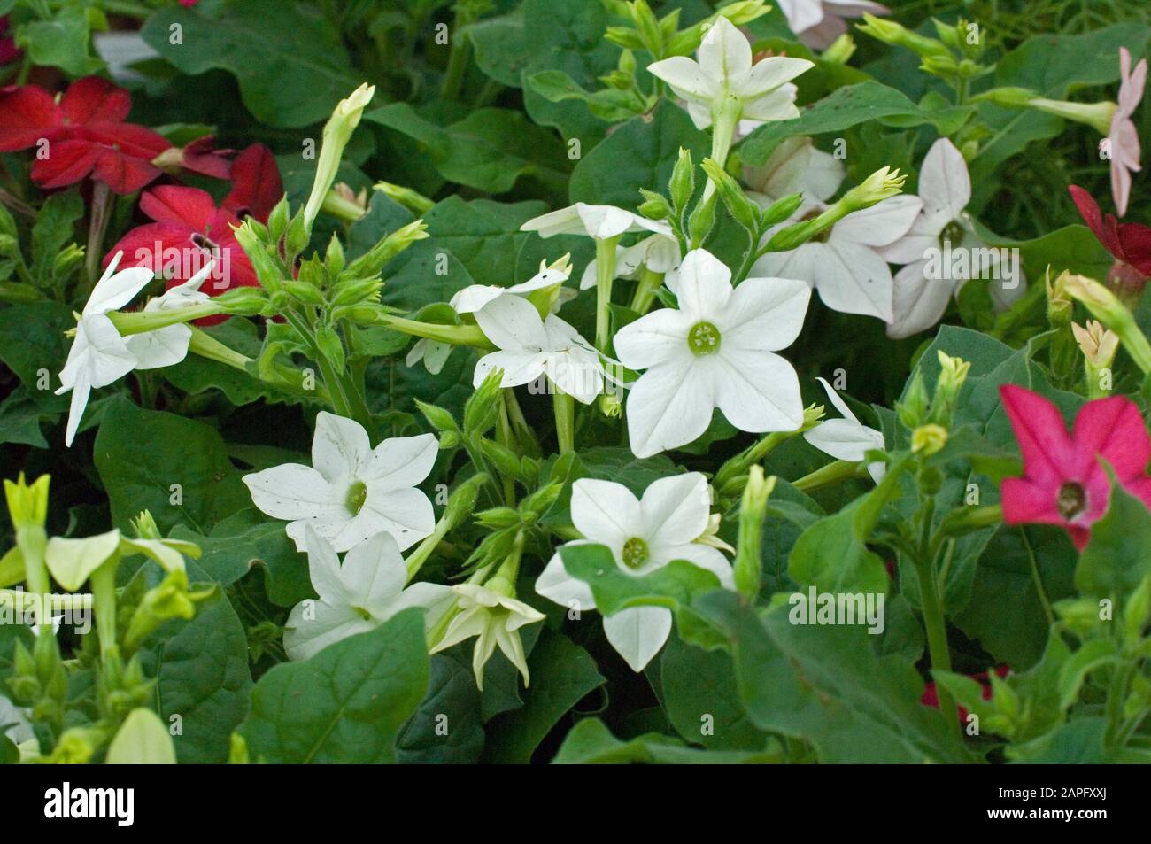 Tobacco nicotiana sp Banque de photographies et d’images à haute ...